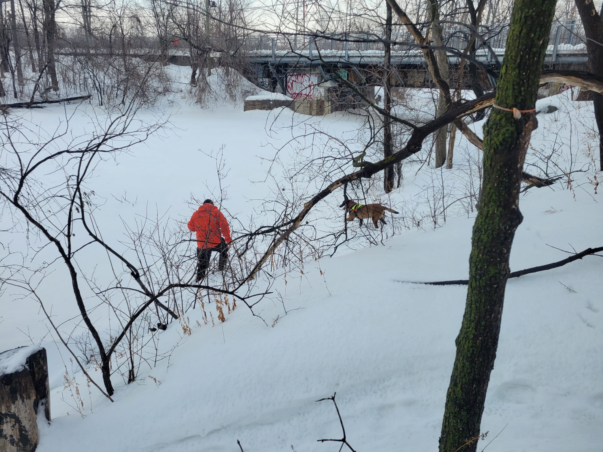 Recherches canines - MDIQ