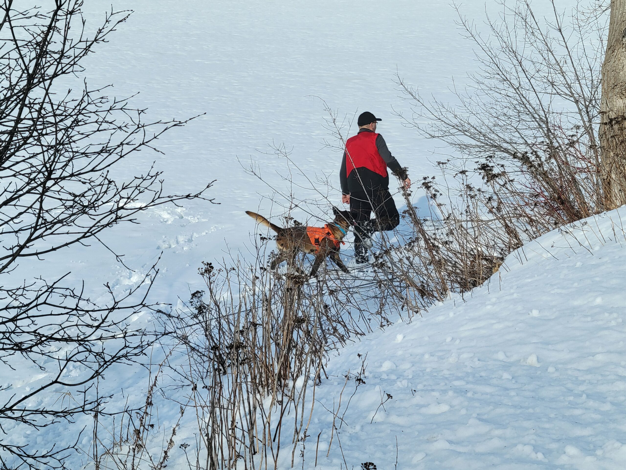 Recherches canines - MDIQ