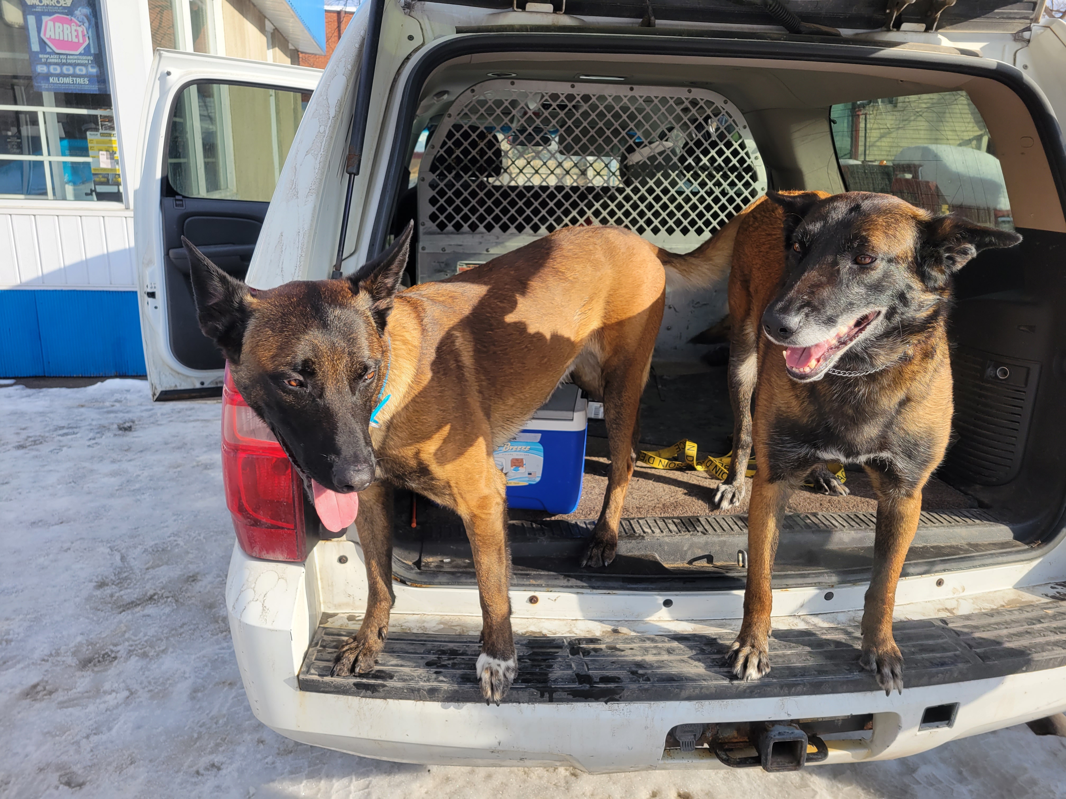 Recherches canines - MDIQ