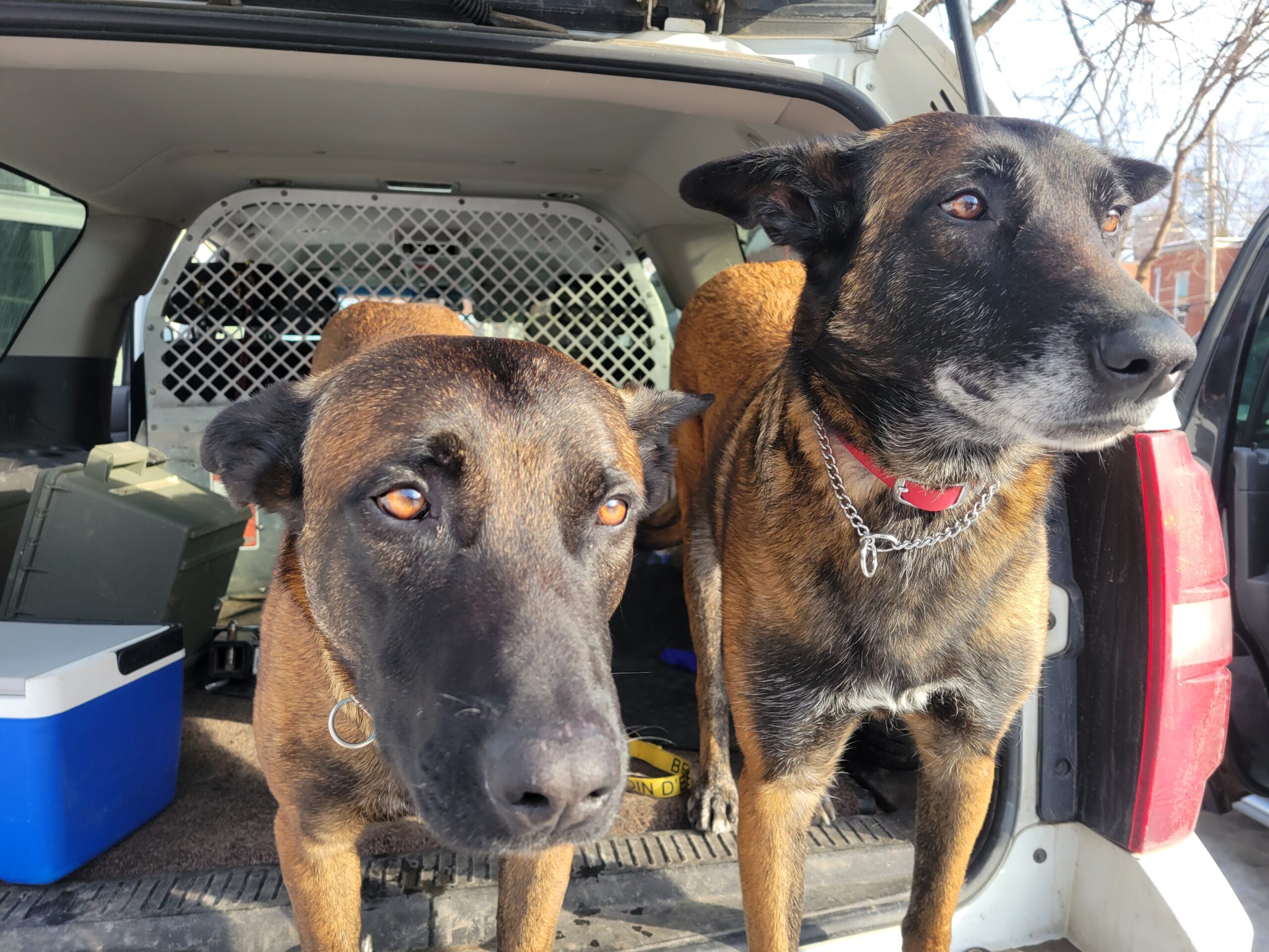 Recherches canines - MDIQ